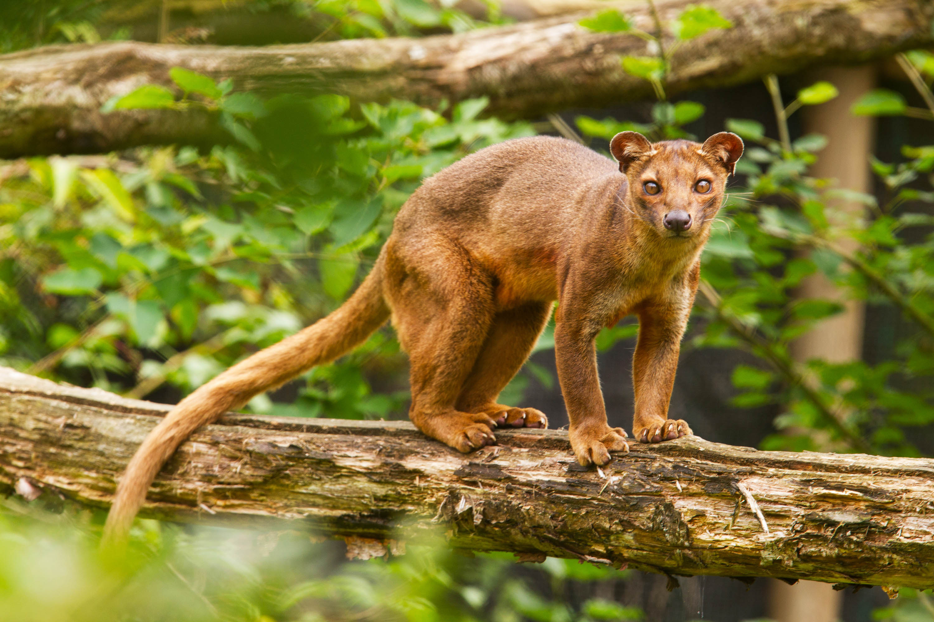 Fossa Tail