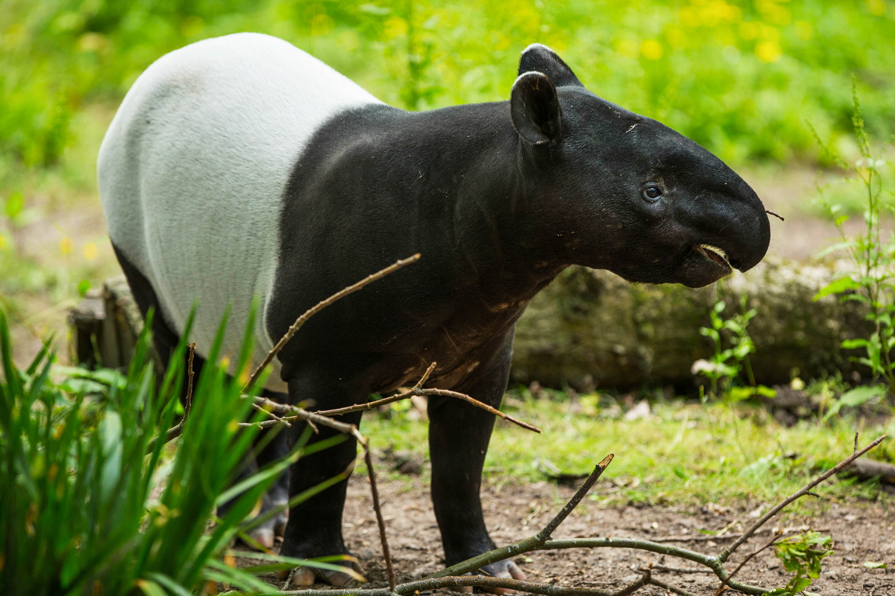 Tapir Sounds