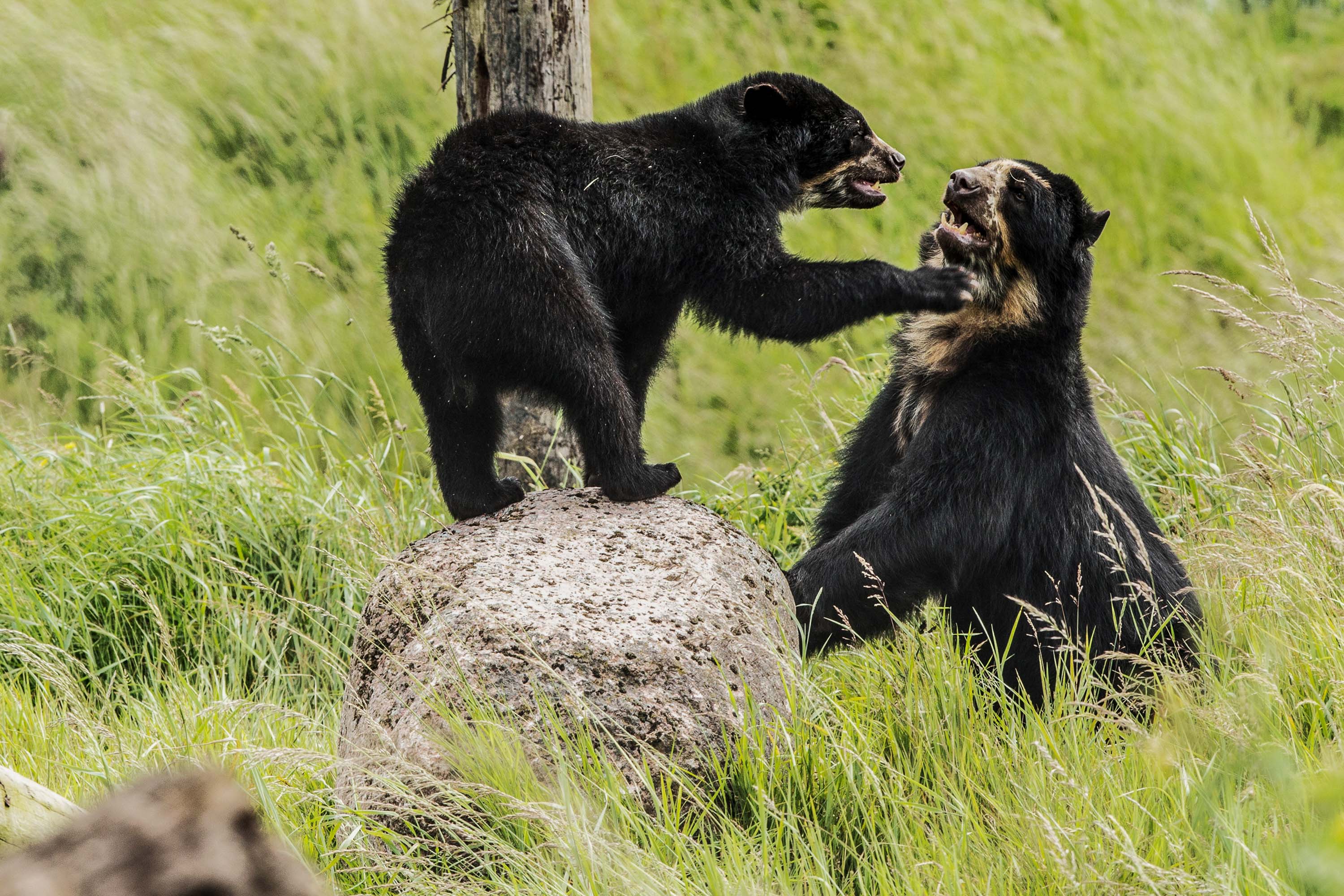 Spectacled Bear Location