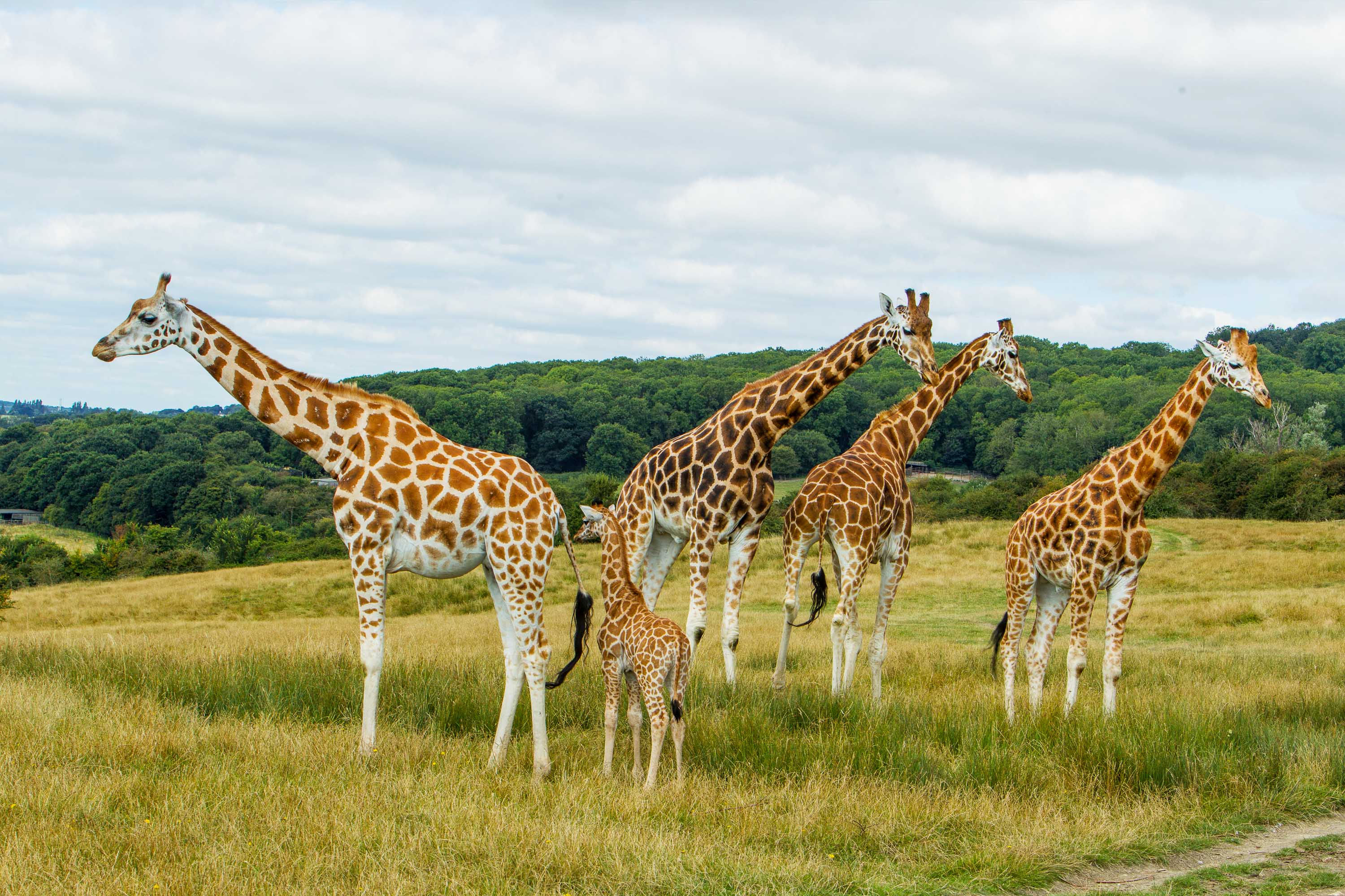 Giraffe Cottage Short Break - Meet Our Beautiful Giraffes | The ...