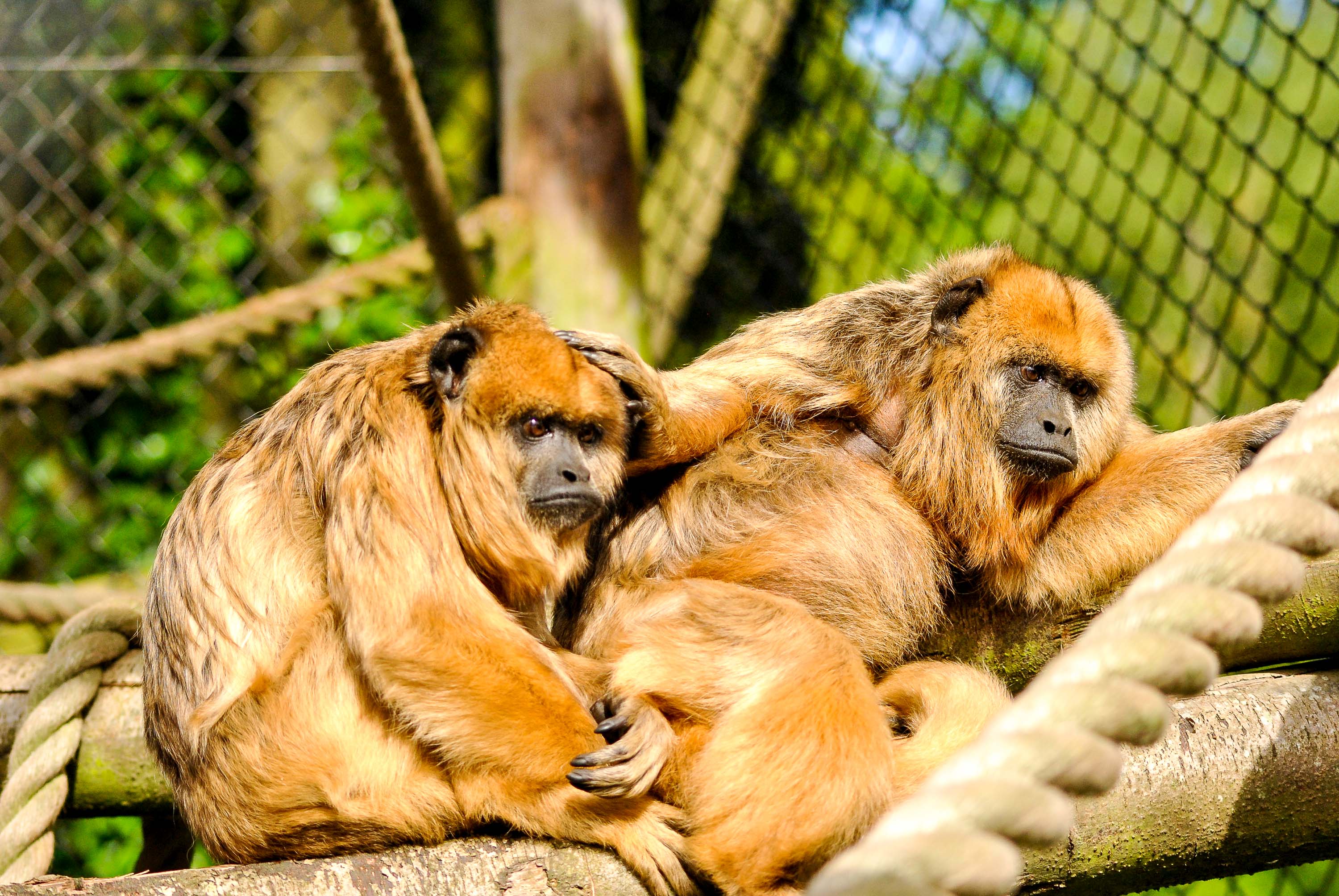 Howler Monkey Paws
