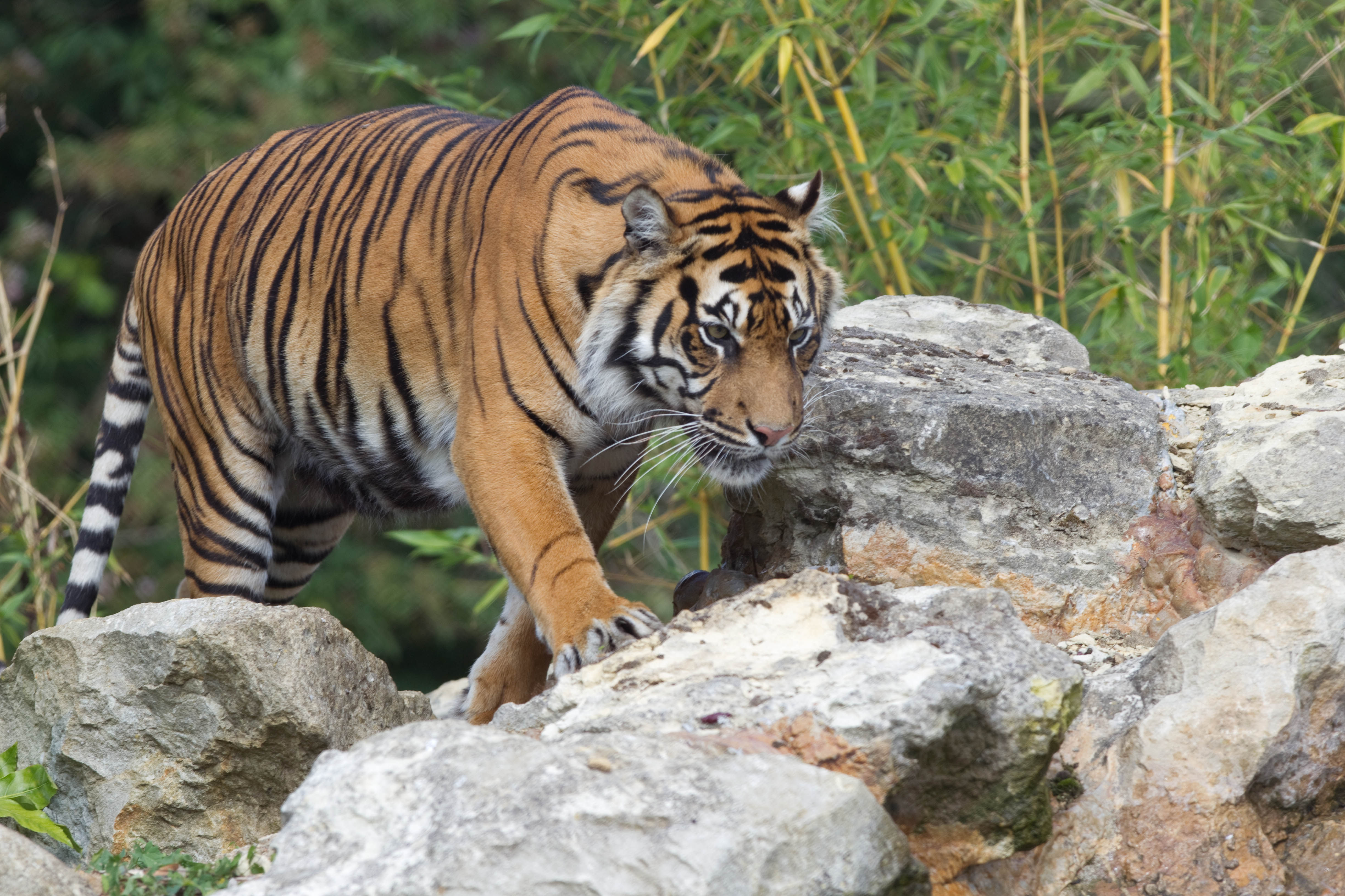 Howletts Wildlife Park & Conservation Charity In Kent | The Aspinall ...