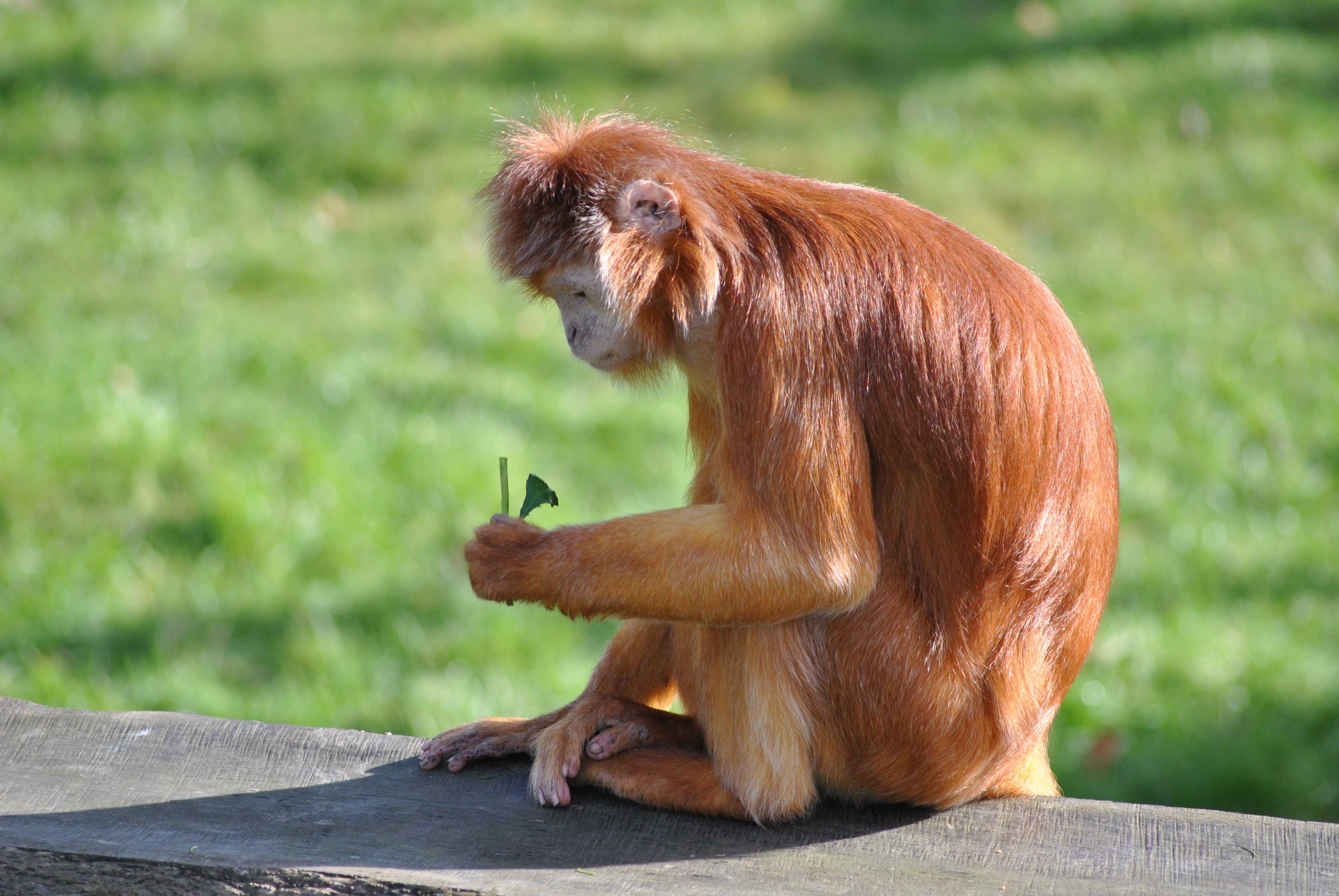 Howletts Wild Animal Park - Why we're different | The Aspinall Foundation