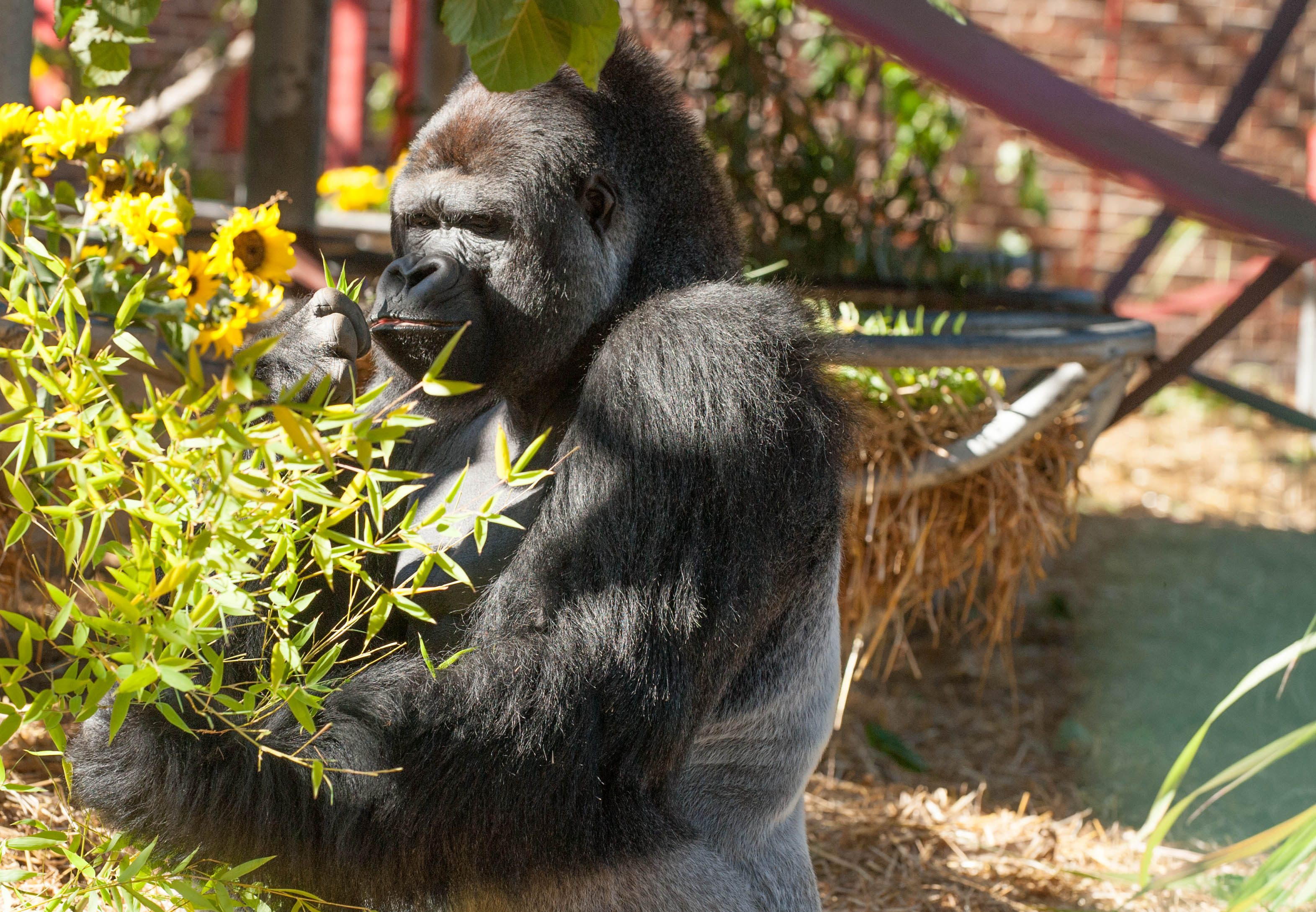 Howletts Wild Animal Park - Why we're different | The Aspinall Foundation