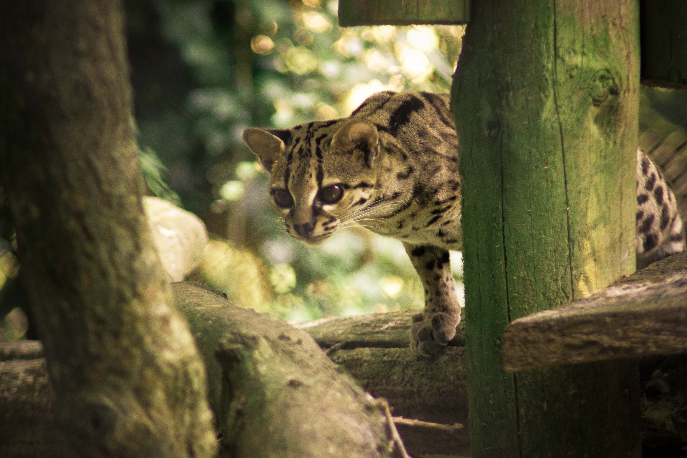 Margay Hanging