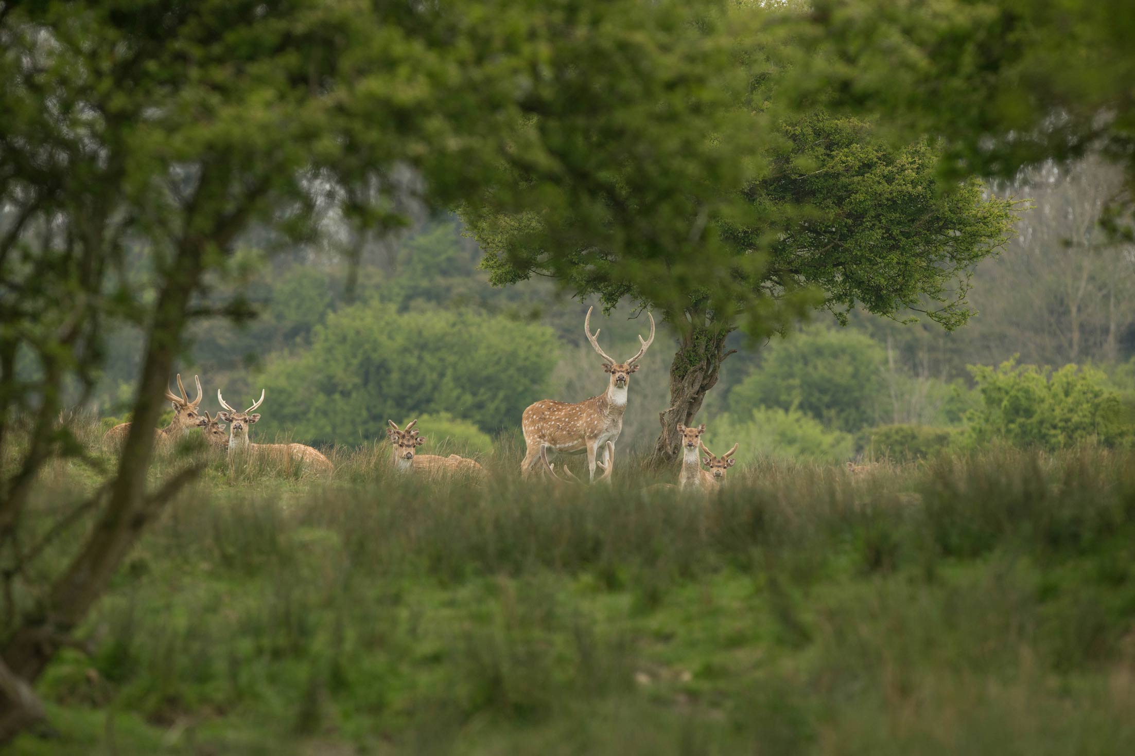 Axis Deer In Alert