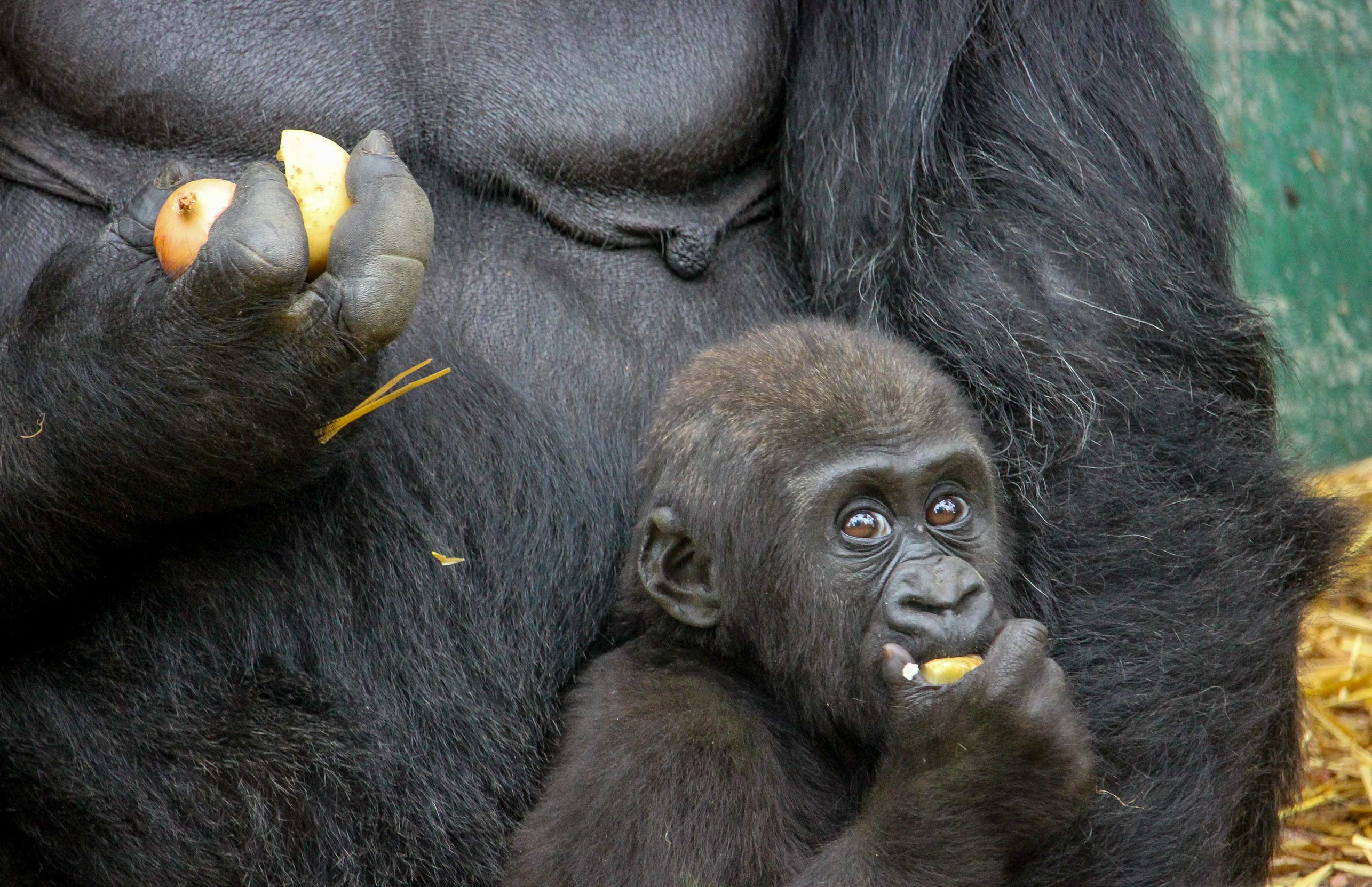 Cute Western Lowland Gorilla