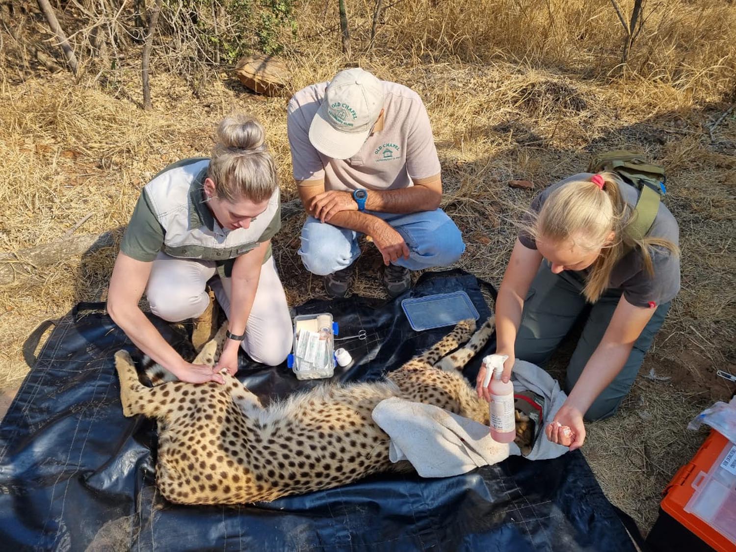 The Aspinall Foundation and Albus Environmental elephant translocation ...