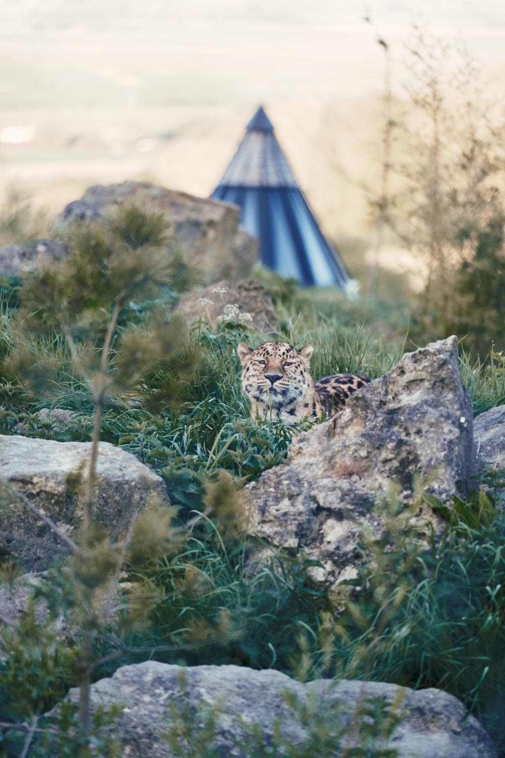 Port Lympne Safari Park, Wild Animal Reserve & Hotel | The Aspinall ...